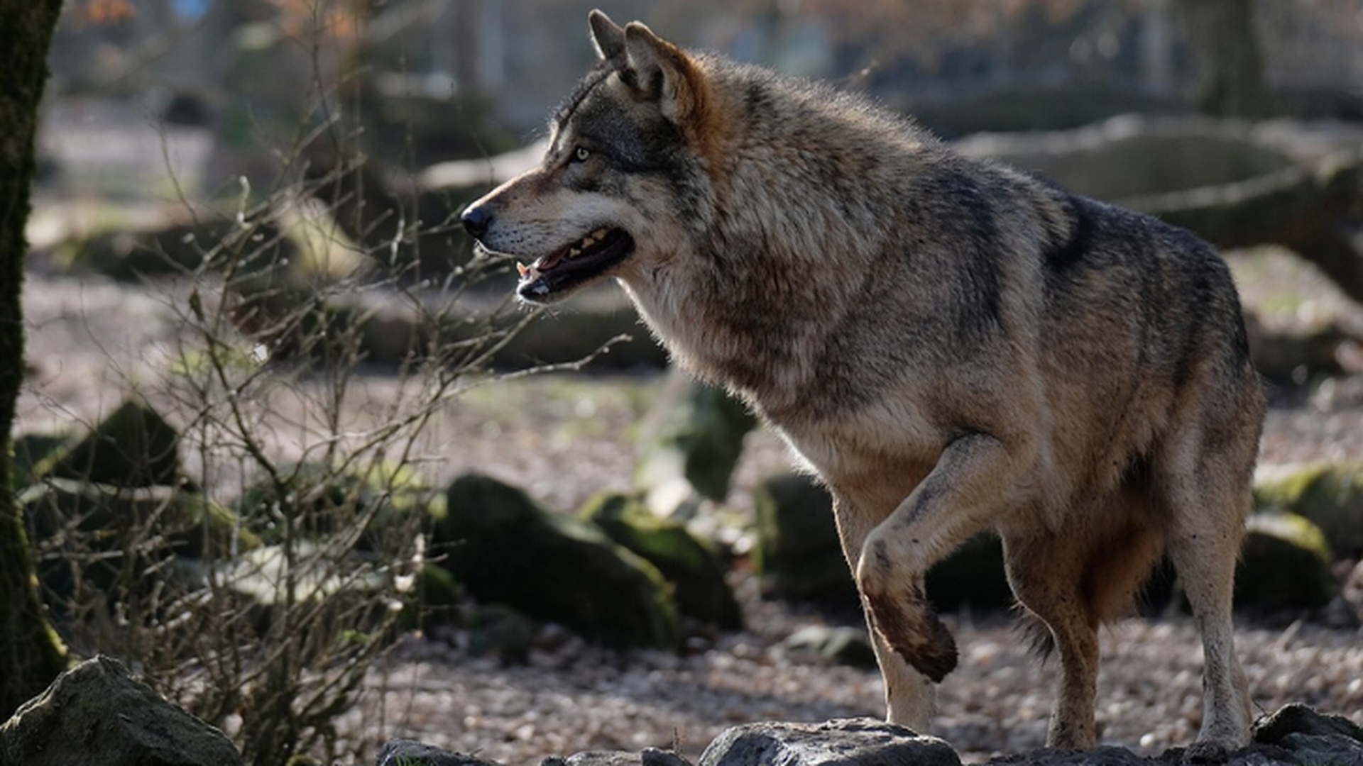Politiker raser efter angreb: Ulve hører ikke til i Danmark